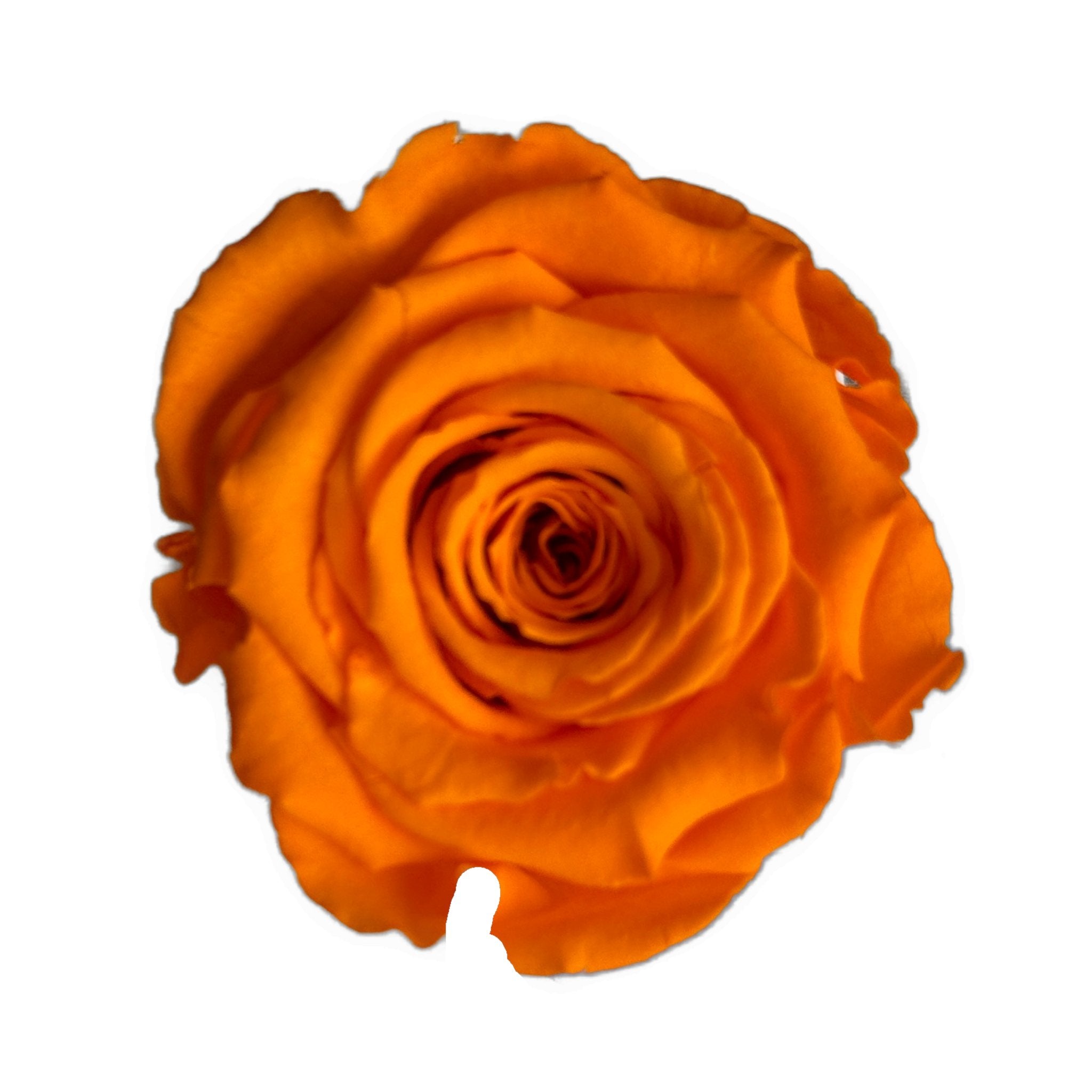 ORANGE ETERNAL ROSES